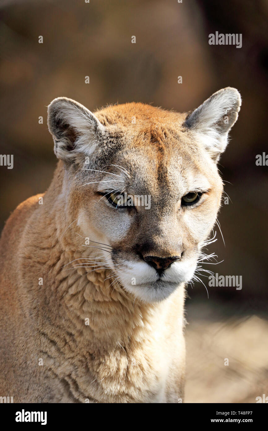 Portrait of a Cougar, Puma concolor, Turtle Back Zoo, West Orange, New ...