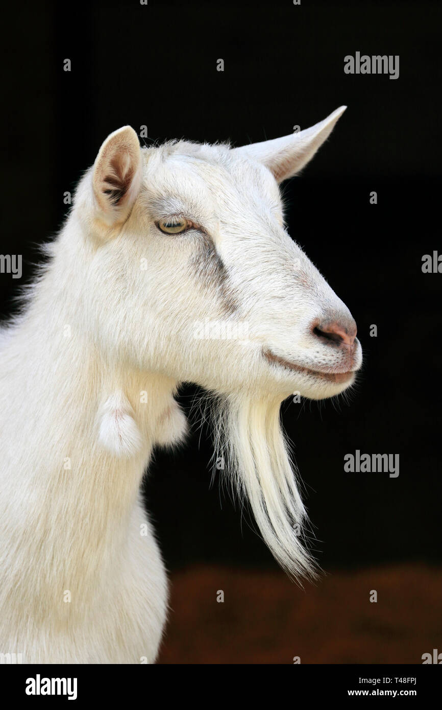 Portrait of a Goat Stock Photo - Alamy