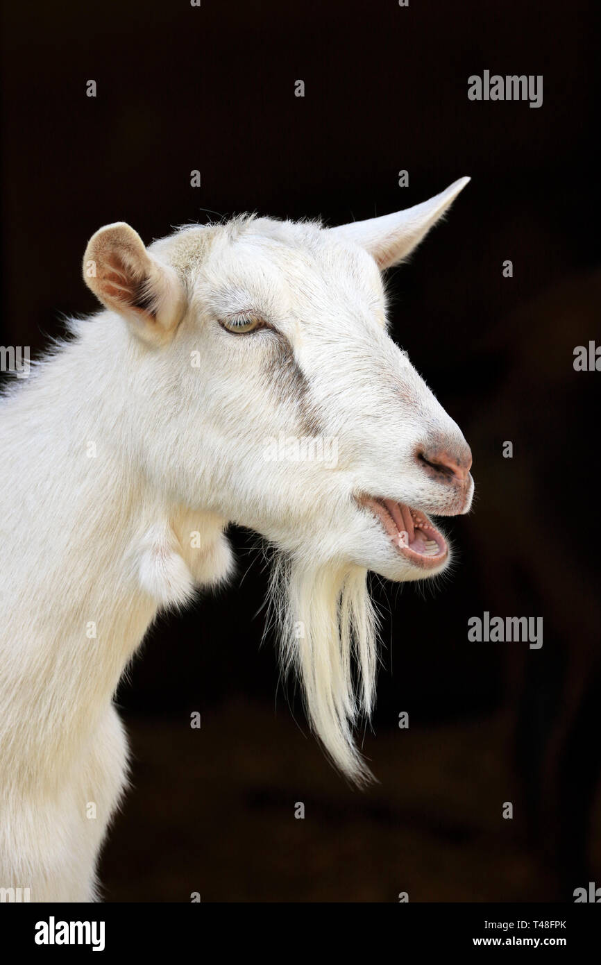Goat Bleating