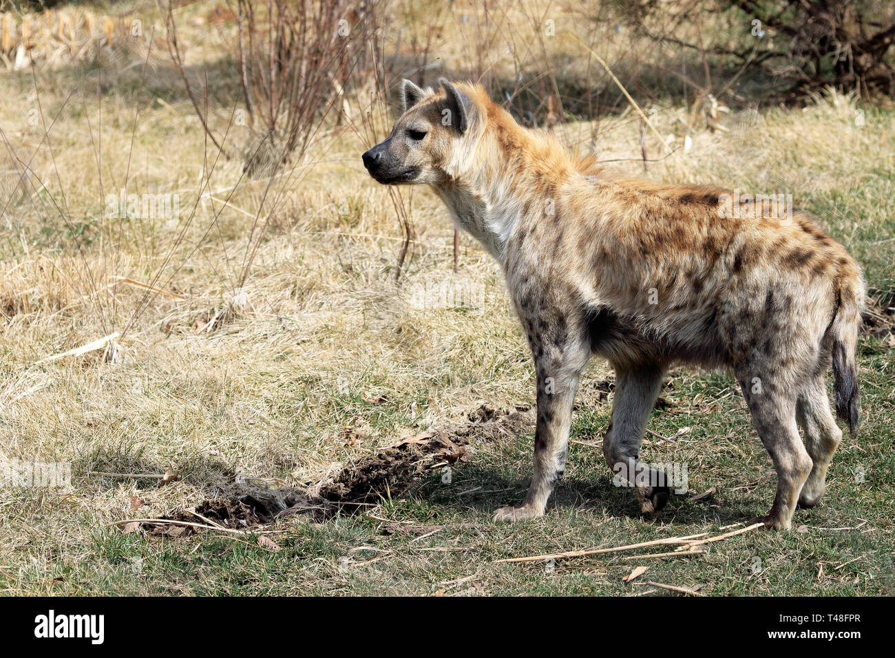 Spotted Hyena, Crocuta crocuta, Turtle Back Zoo, West Orange, New ...