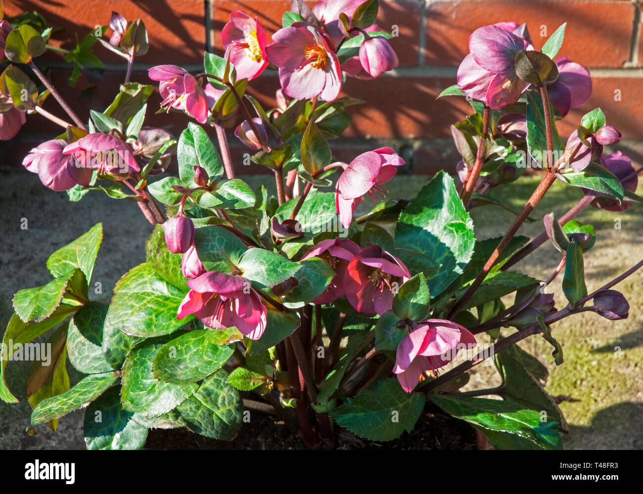 Perennial border hi-res stock photography and images - Alamy