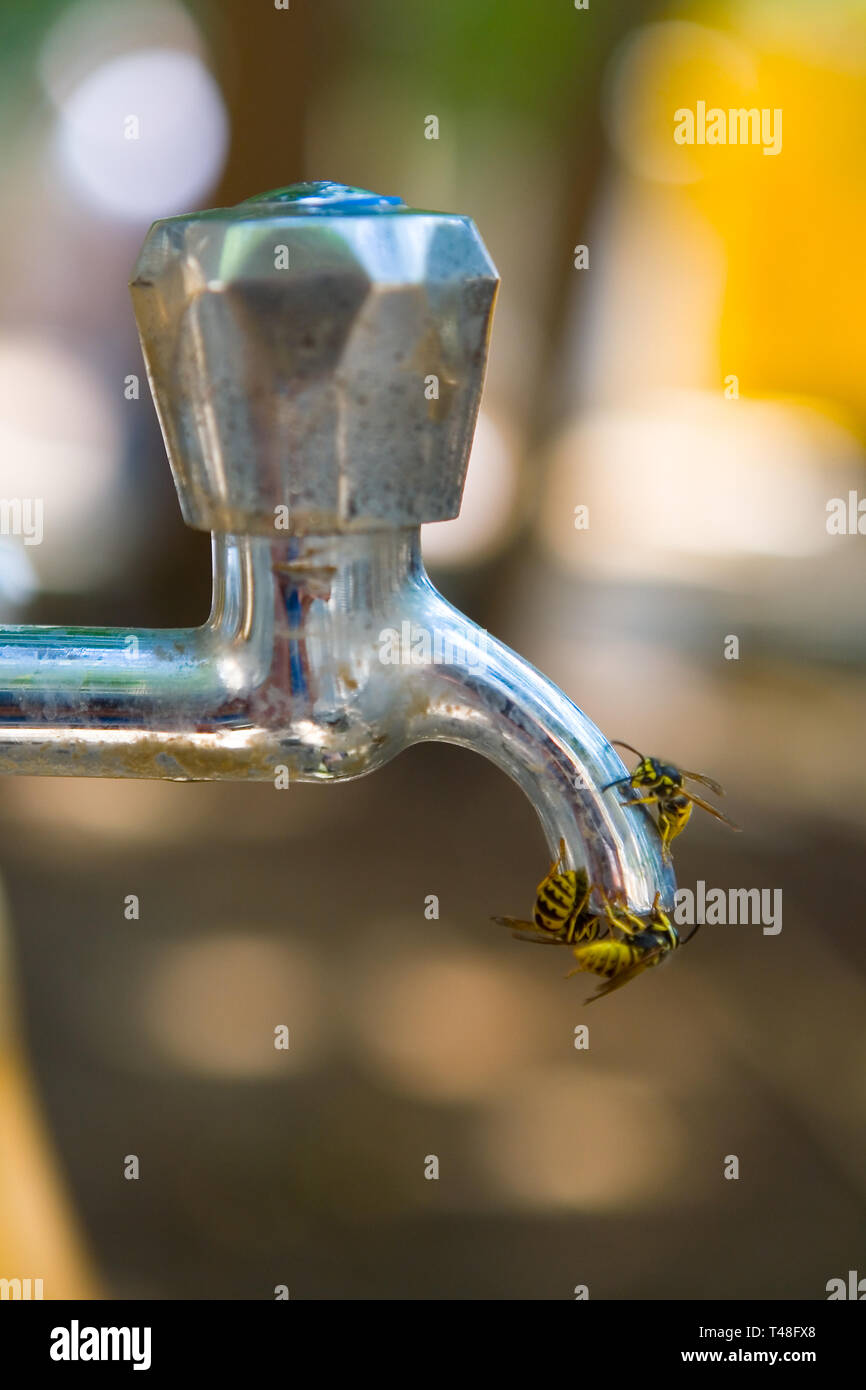 Three wasps drink water from a water tap. Insects closeup Stock Photo ...