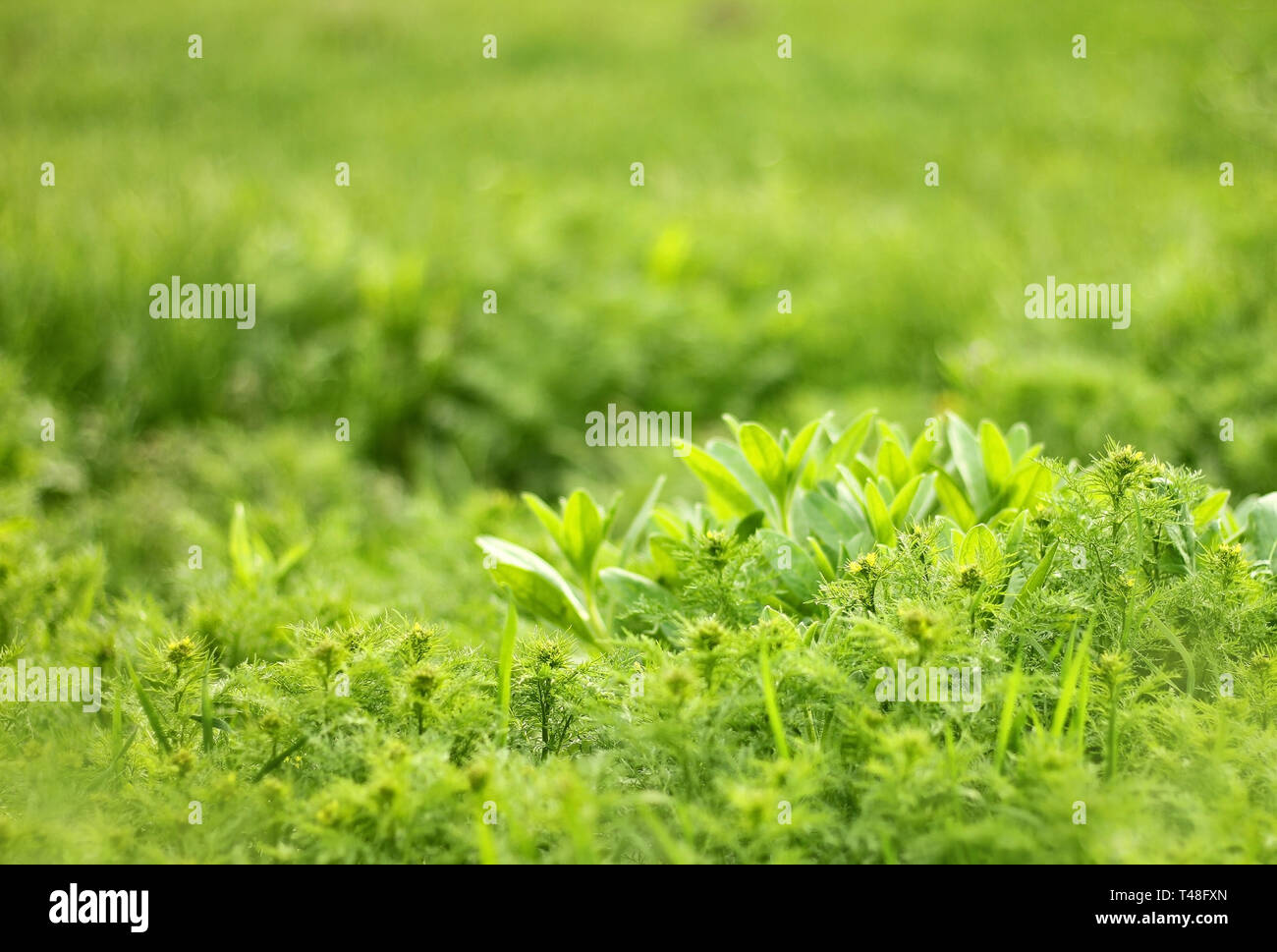 Beautiful green grass, natural background, green background Stock Photo ...