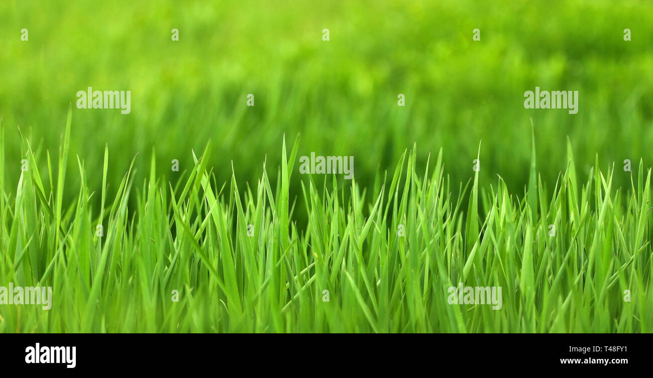 Beautiful green grass, natural background, green background Stock Photo ...