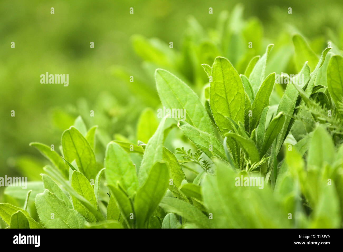 Beautiful green grass, natural background, green background Stock Photo ...