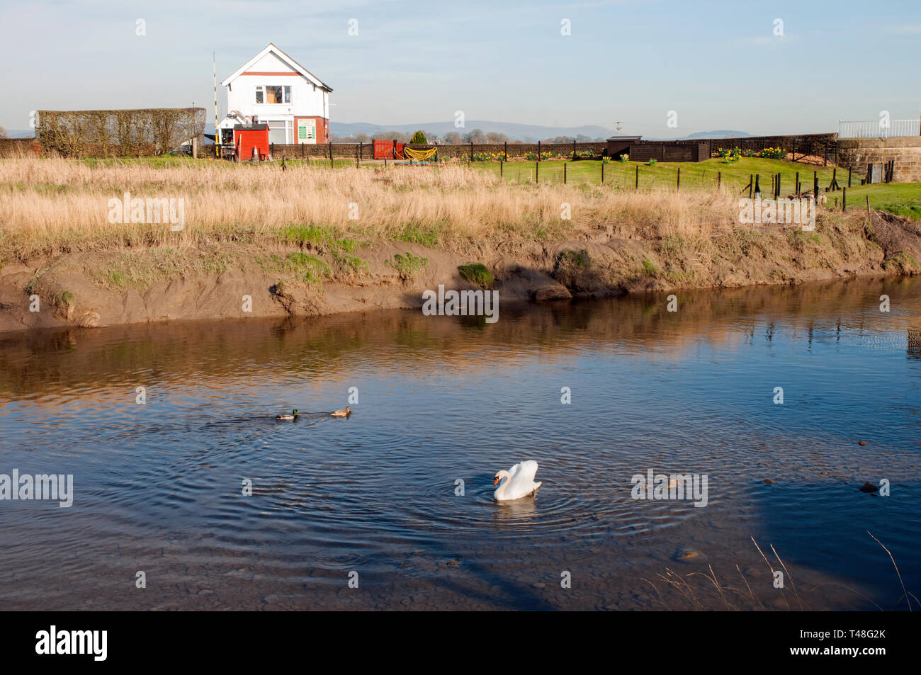 Swan and ducks swimming past Cartford Bridge Toll House on the river ...