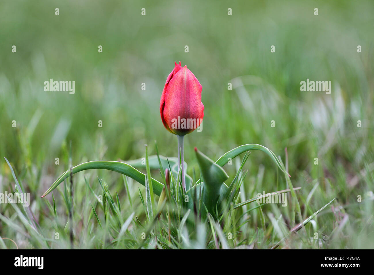 Red wild tulip in the steppe, Shrenk tulip, rare tulip, beautiful ...