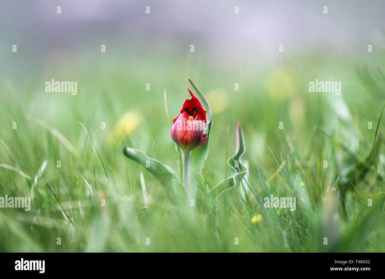 Red wild tulip in the steppe, Shrenk tulip, rare tulip, beautiful ...