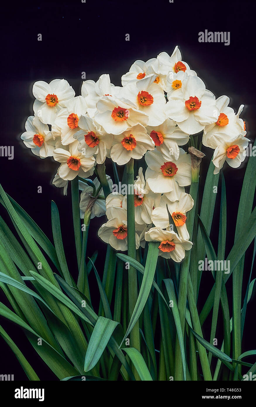 Orange geranium hi-res stock photography and images - Alamy