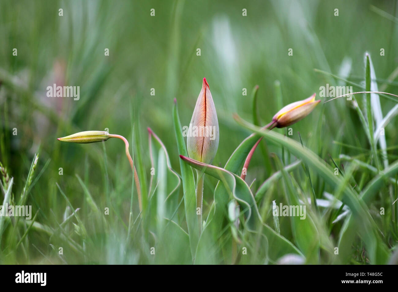 Red wild tulip in the steppe, Shrenk tulip, rare tulip, beautiful ...