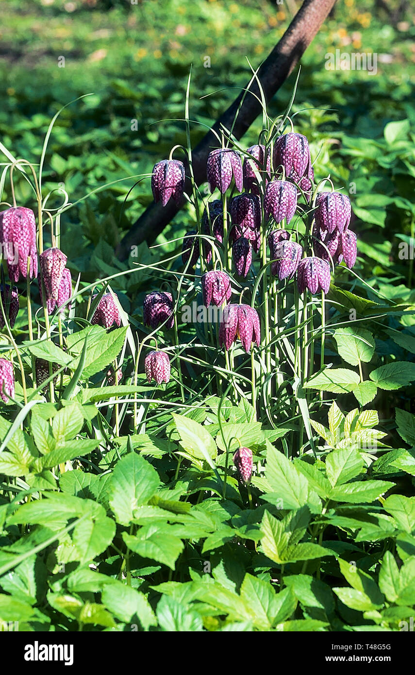 Snakes Head Fritillary Fritillaria meleagris in a woodland garden . A ...