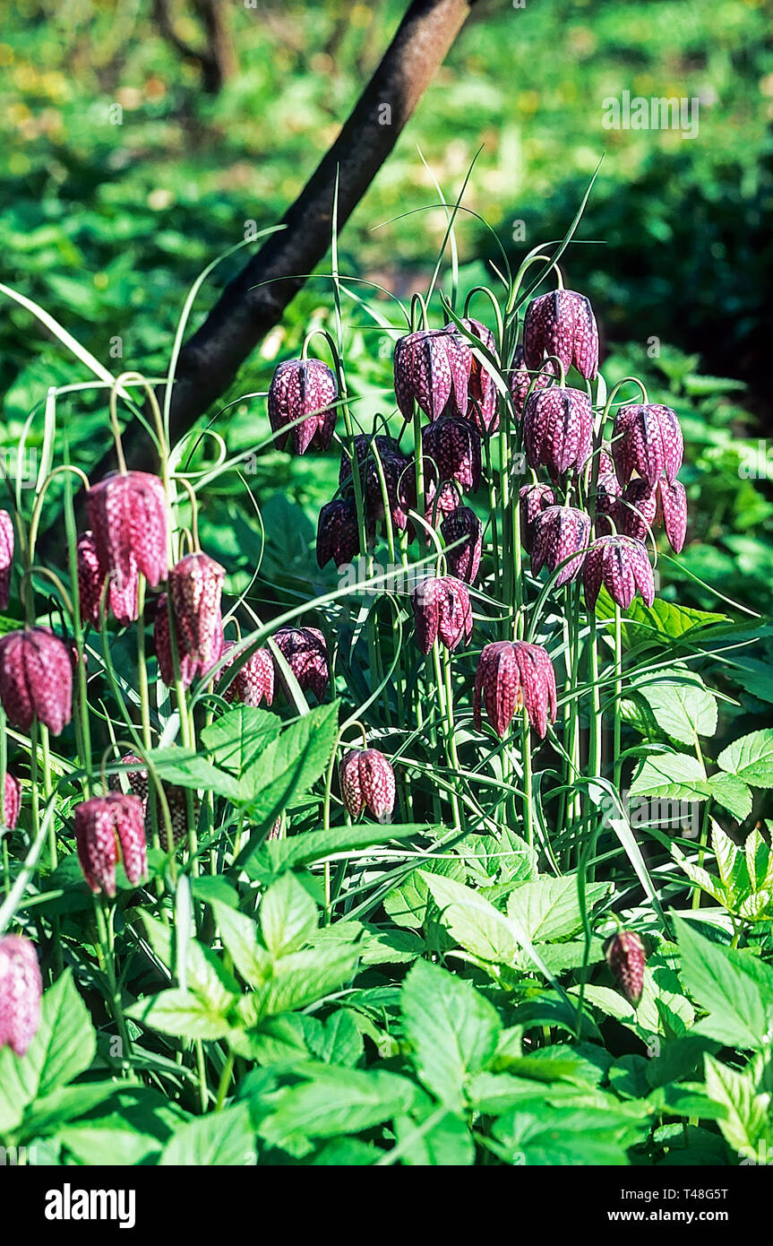 Snakes Head Fritillary Fritillaria meleagris in a woodland garden . A ...
