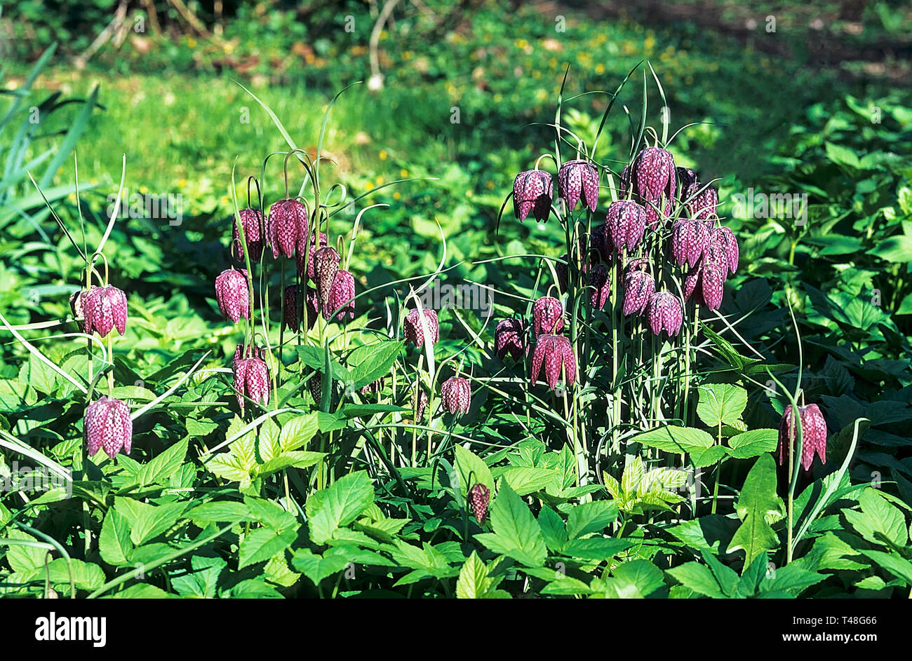 Snakes Head Fritillary Fritillaria meleagris in a woodland garden . A ...