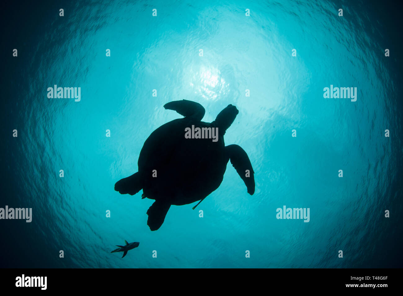 A Green sea turtle swims in the clear, blue waters of the Republic of ...