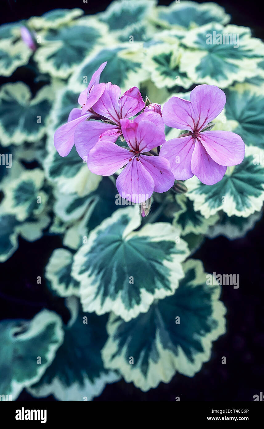 Pelargonium Hill of Snow set against cream and green zonal leaves on a ...