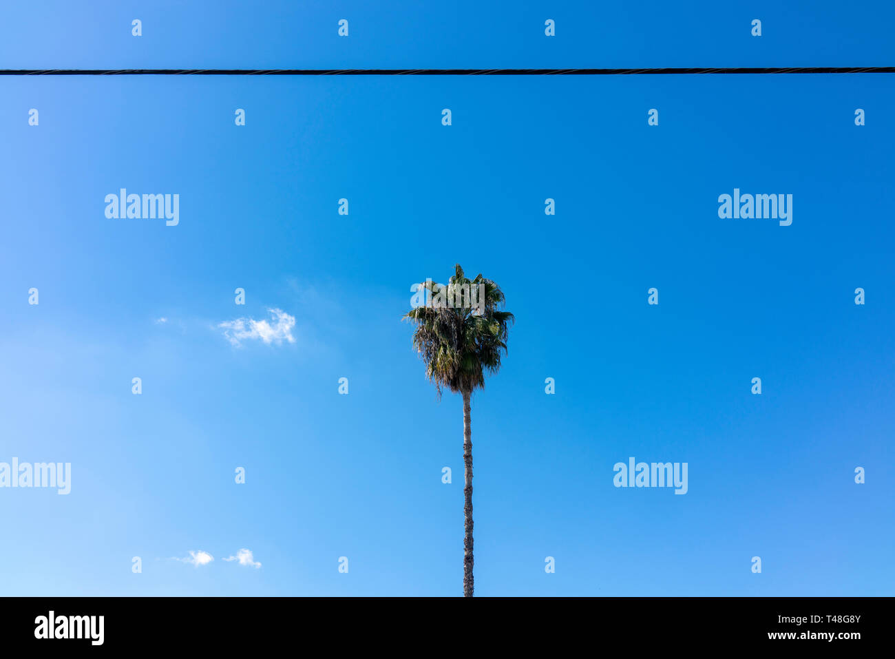 Palm tree wire hi-res stock photography and images - Alamy