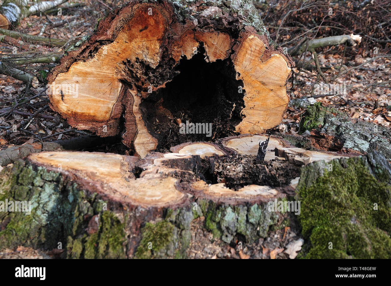 Hollow felled tree hi-res stock photography and images - Alamy