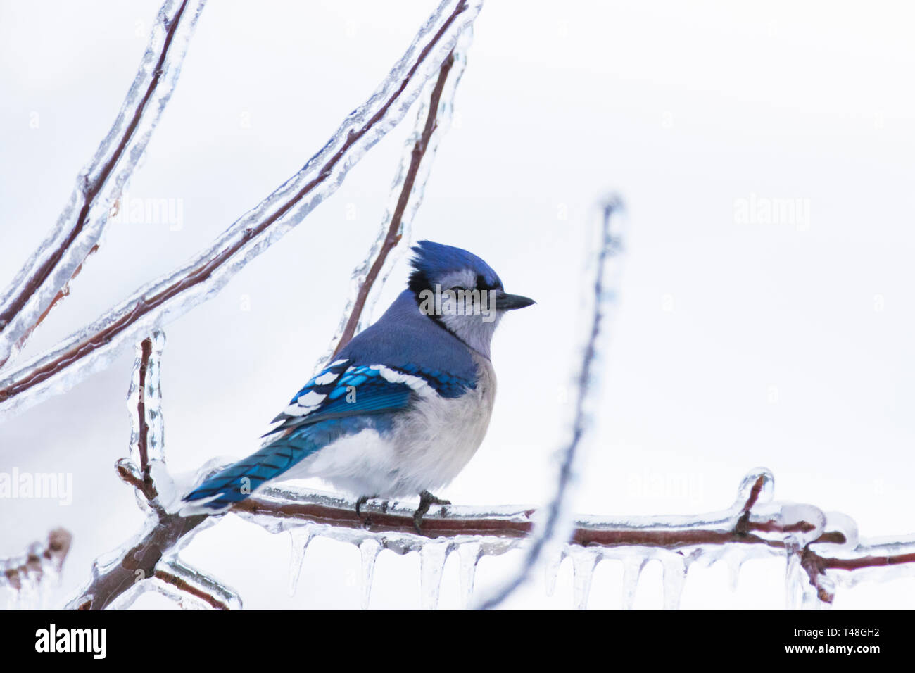 Blue jay winter hi-res stock photography and images - Alamy