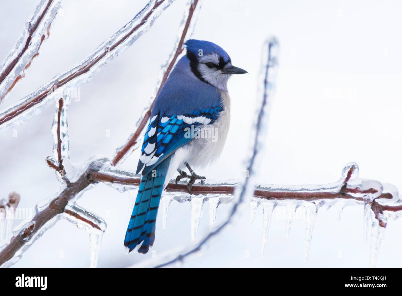 Bluejay in snowy tree hi-res stock photography and images - Alamy