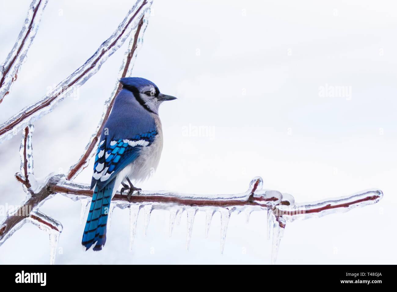 Bluejay in snowy tree hi-res stock photography and images - Alamy