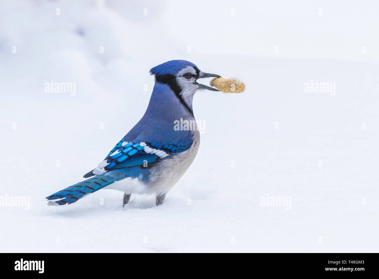 blue jay winter in freezing rain Stock Photo - Alamy