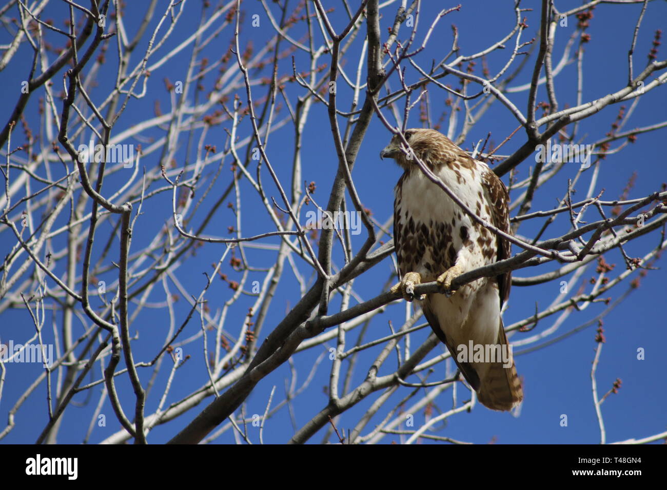 Red-Tailed Hawk Perched in Trees Stock Photo - Alamy