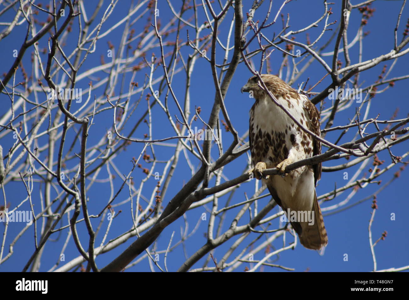 Red-Tailed Hawk Perched in Trees Stock Photo - Alamy
