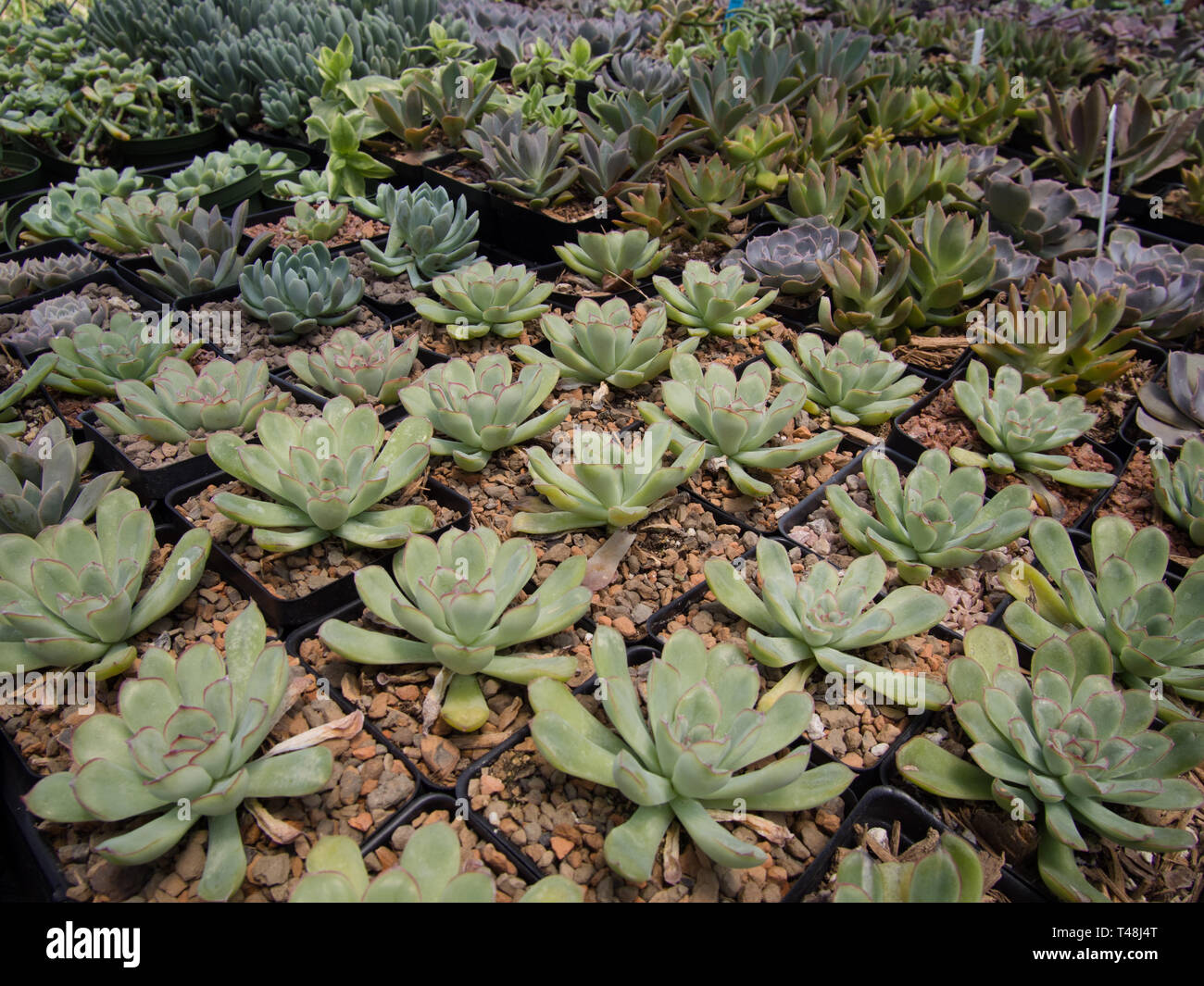 Succulent plants hi-res stock photography and images - Alamy