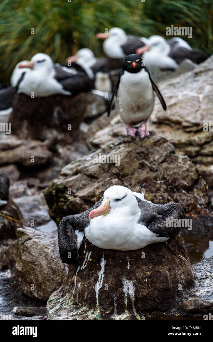 Rockhopper exploration hi-res stock photography and images - Alamy