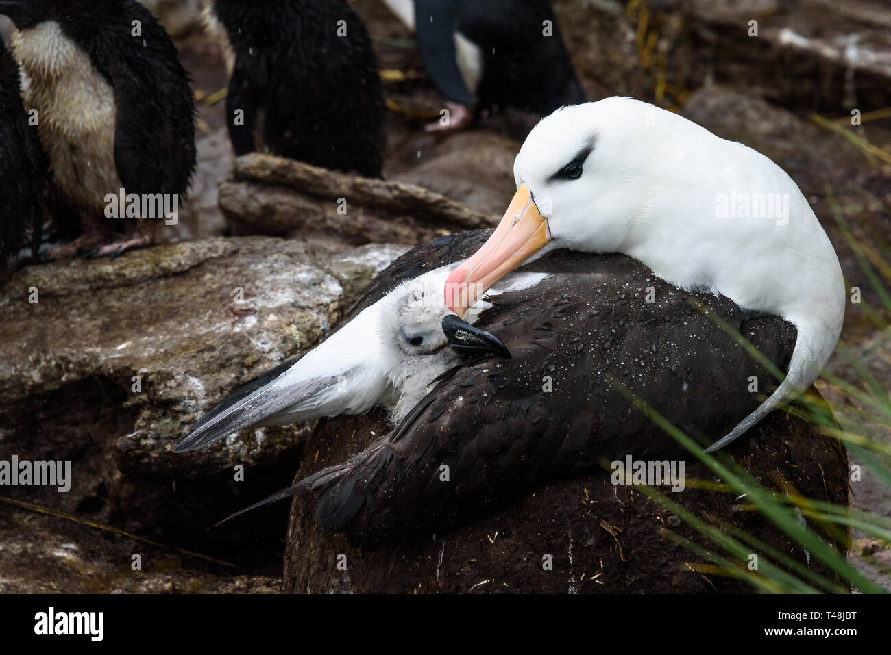 Touching moment with Black-Browed Albatross chick under adult’s wing on ...