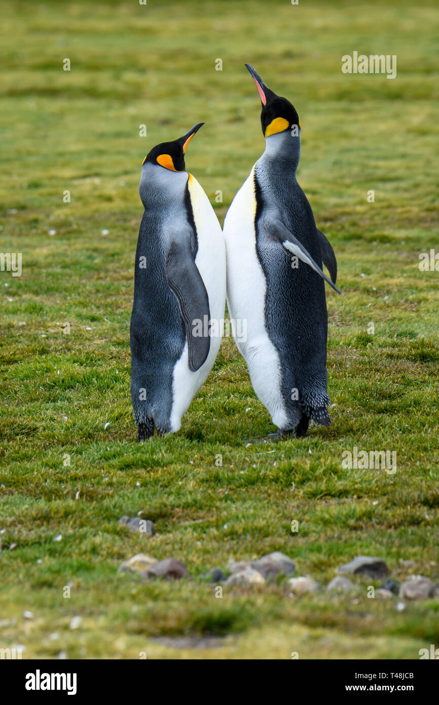 King penguin calling hi-res stock photography and images - Alamy