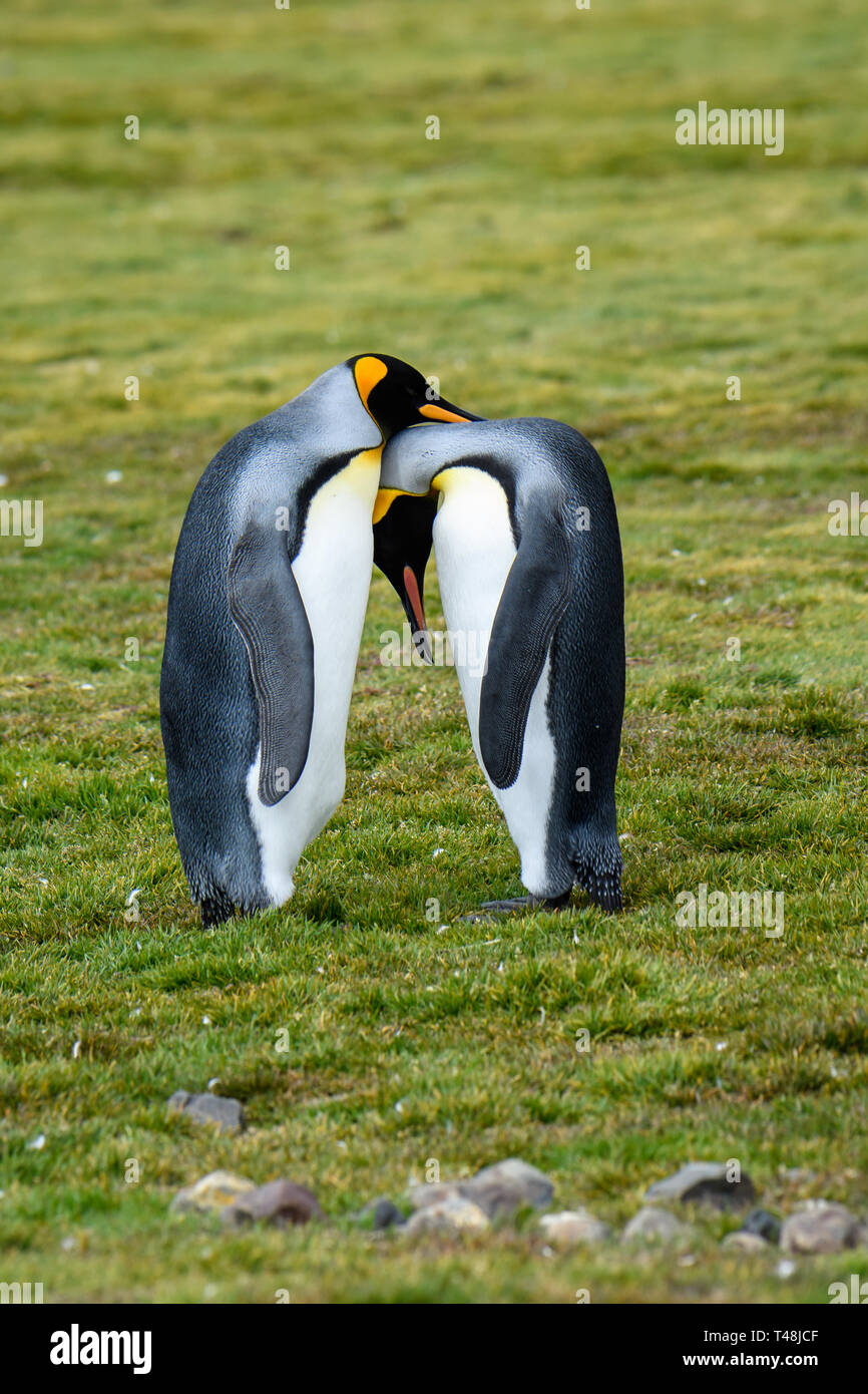 Penguins ritual hi-res stock photography and images - Alamy