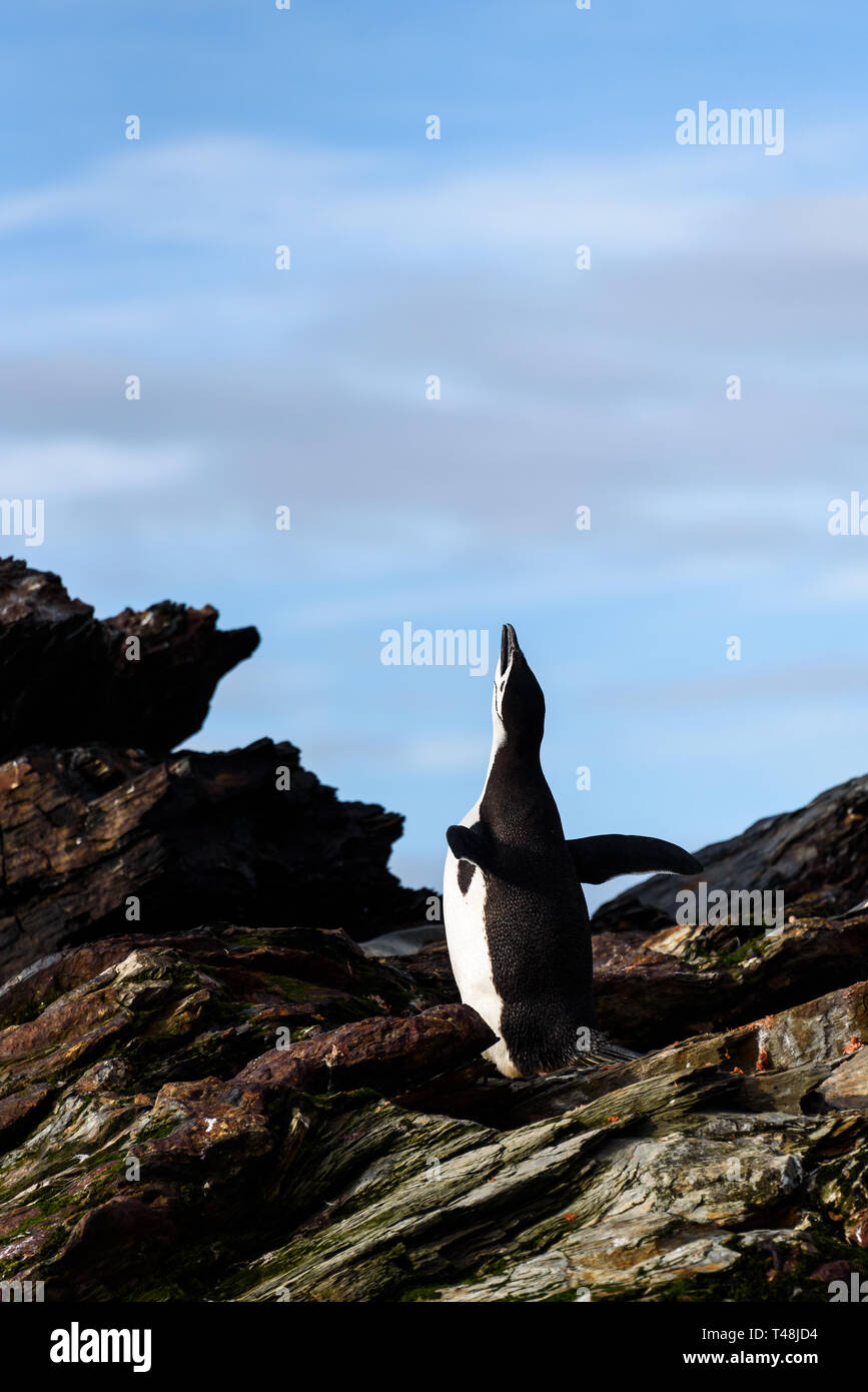 Single Chinstrap Penguin doing a tall morning stretch on the rocks at ...