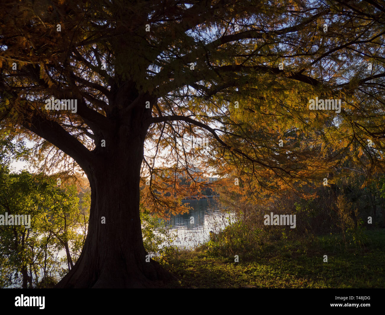 Fall colors in Austin, Texas Stock Photo - Alamy