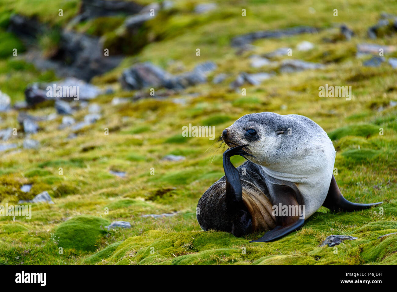 Female fur seal sitting and scratching chin on native mosses in Royal ...