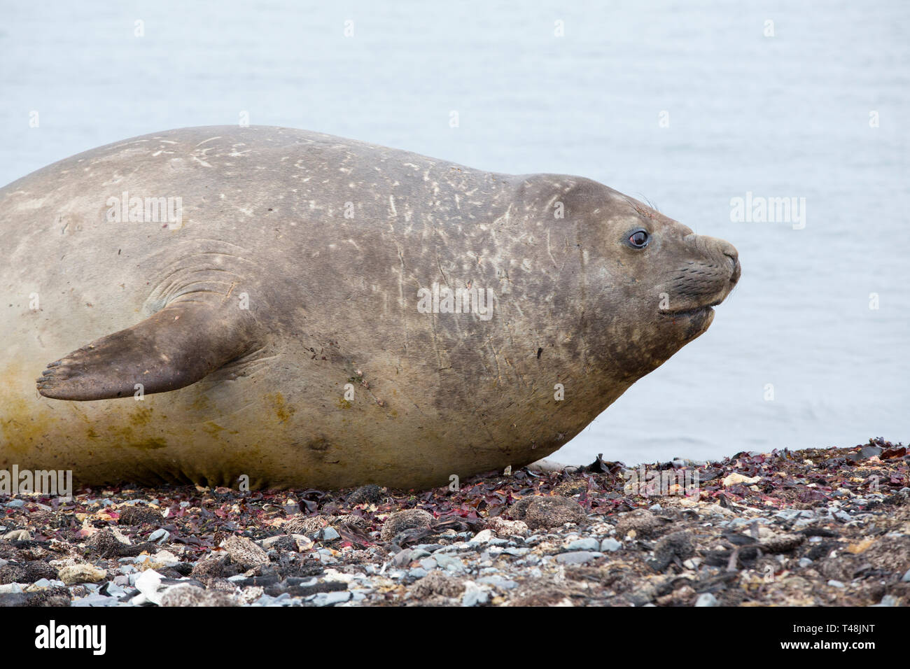 Southern Elephant Seal, seal, Mirounga leonina at Elephant Point ...