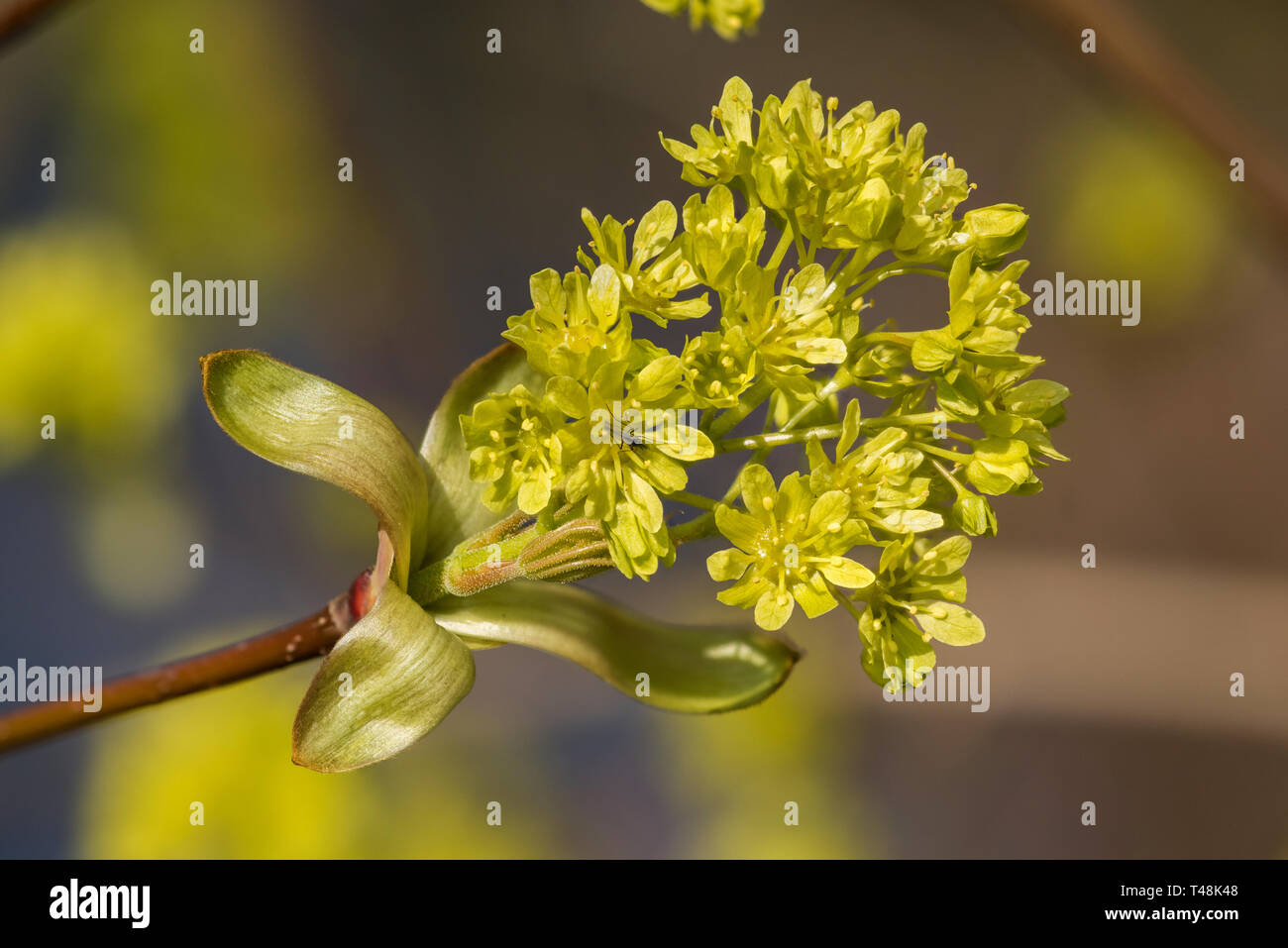 Flower-head of the Sycamore Acer pseudoplatanus Stock Photo - Alamy