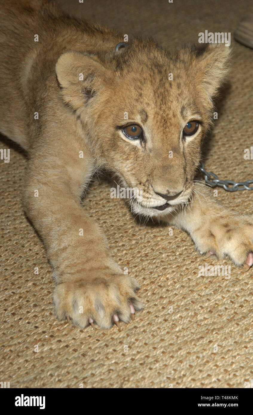 LOS ANGELES, CA. October 03, 2003: Lion cub SIMBA at the Hollywood ...