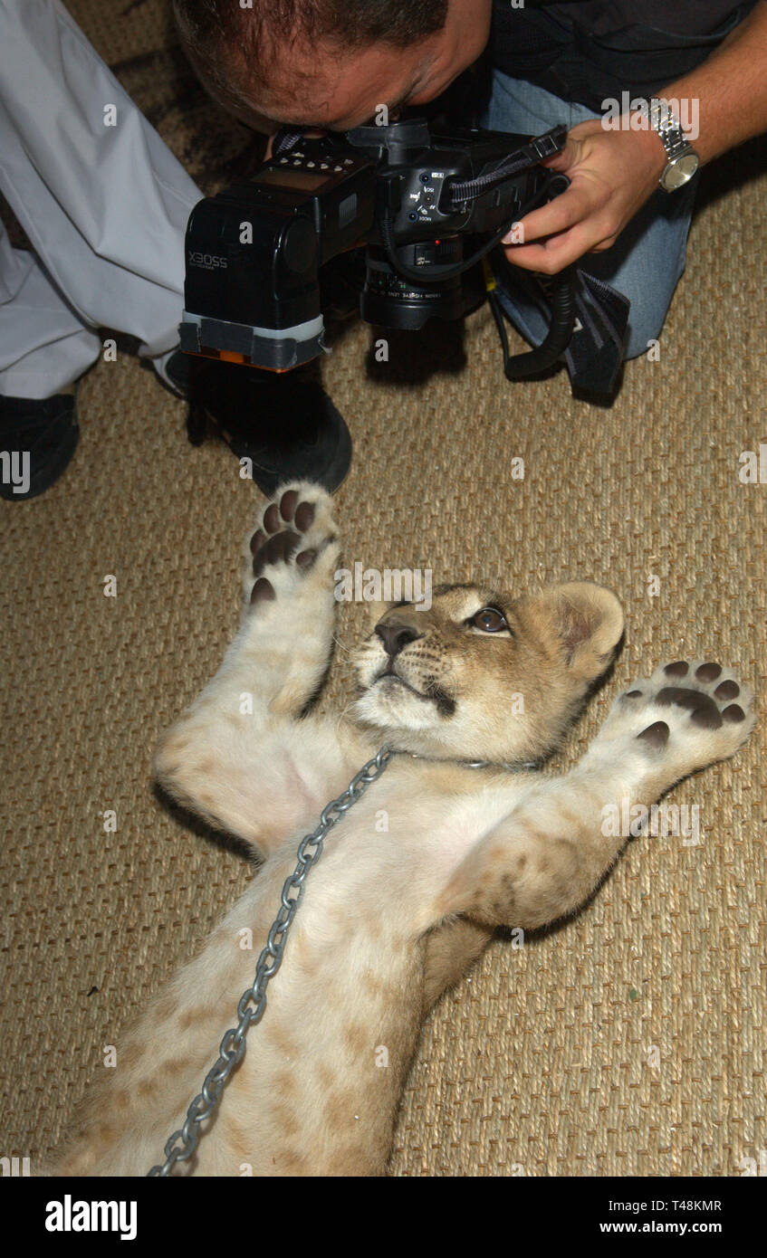 LOS ANGELES, CA. October 03, 2003: Lion cub SIMBA at the Hollywood ...