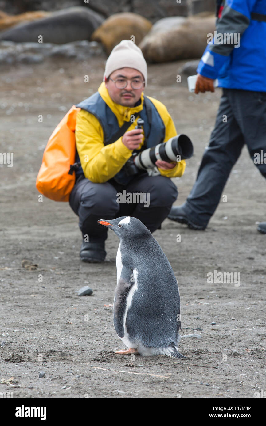 Chinese bird photographer hi-res stock photography and images - Alamy