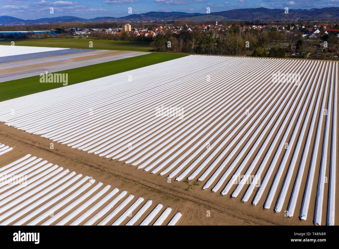 Asparagus cultivation, asparagus fields covered with white tarpaulin ...