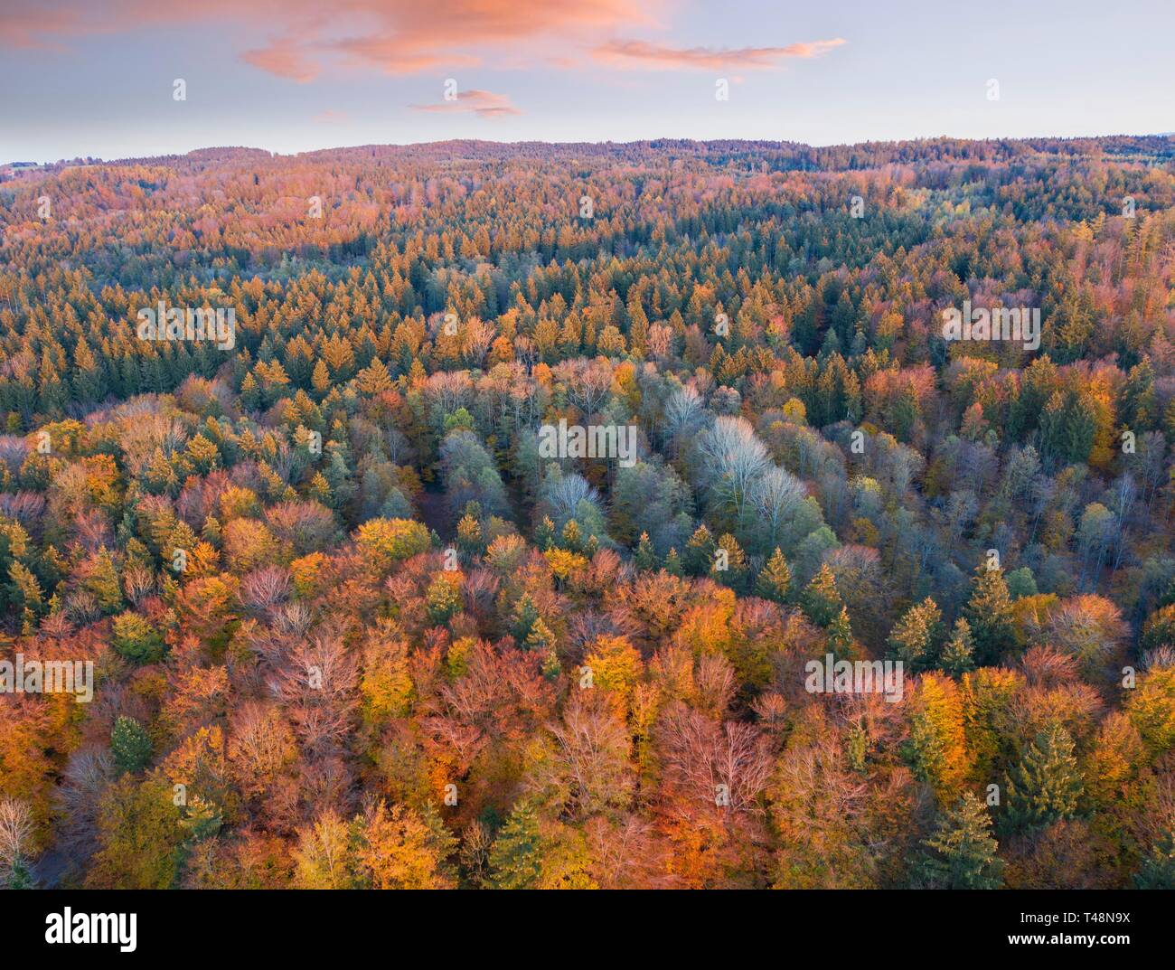 Tree of munsing hi-res stock photography and images - Alamy