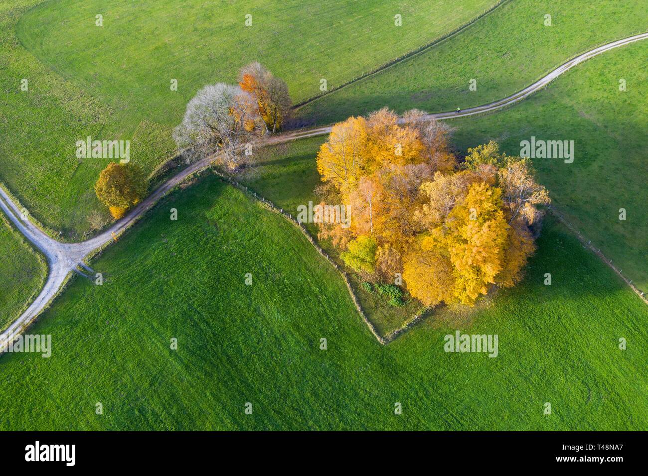 Autumn group of trees in meadow, with path, near Icking, drone shot ...