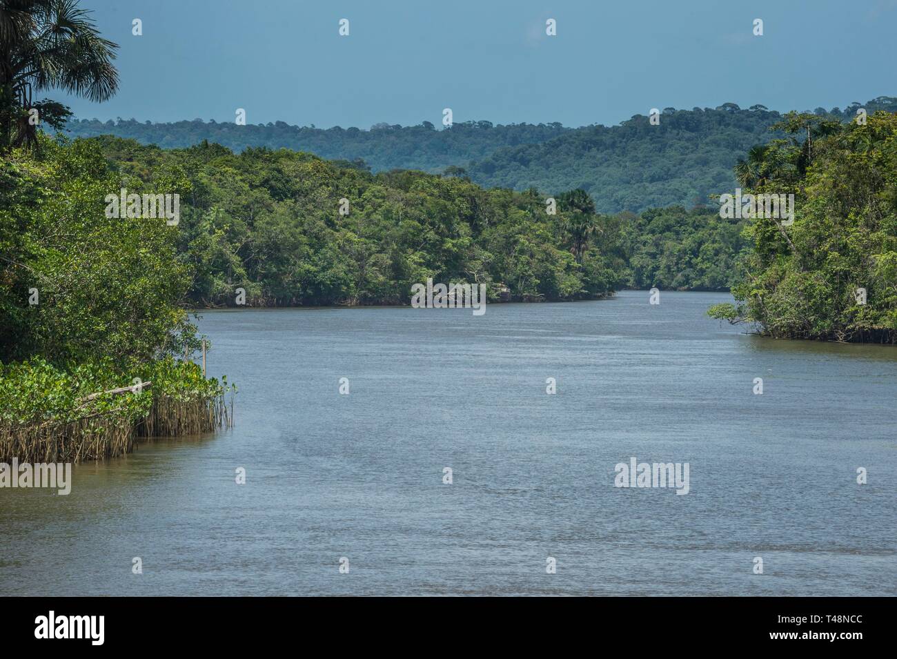 Comte river flows through jungle, Roura, French Guiana Stock Photo - Alamy