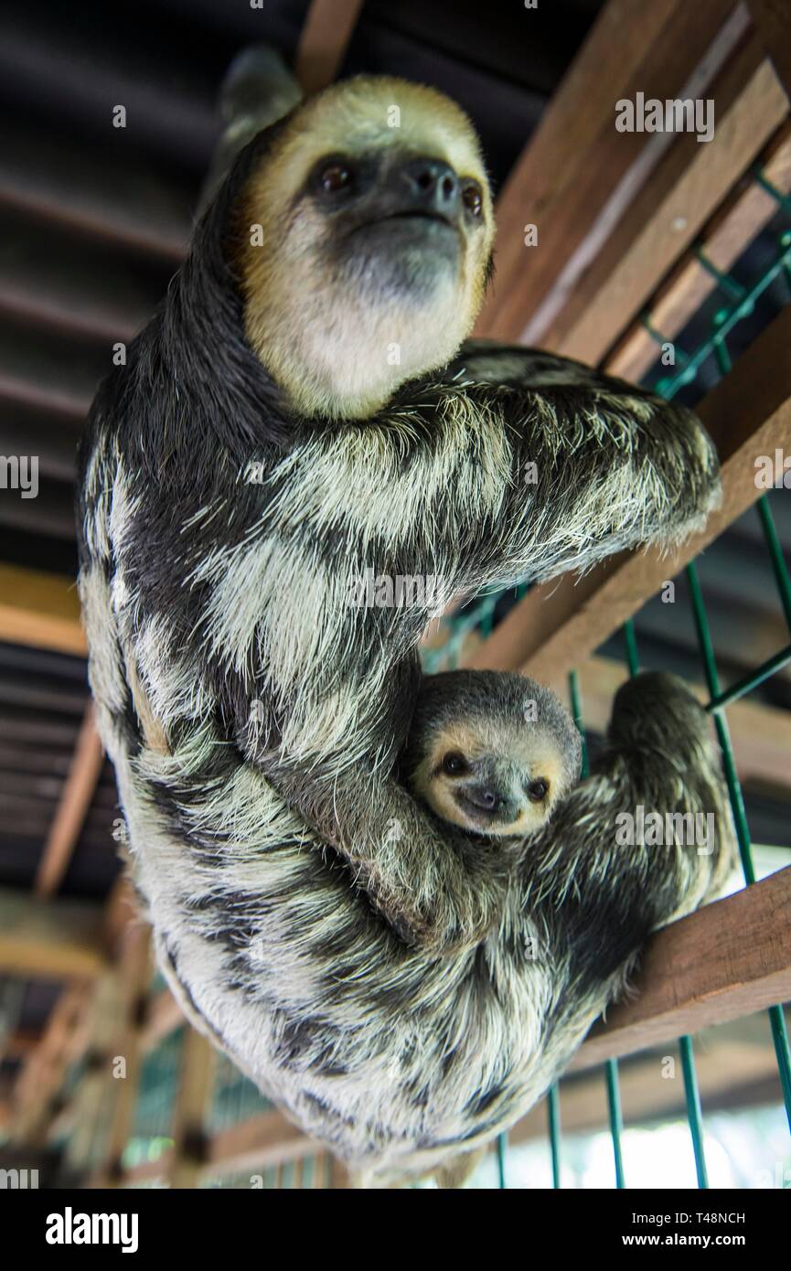Pale throated three toed sloth hi-res stock photography and images - Alamy