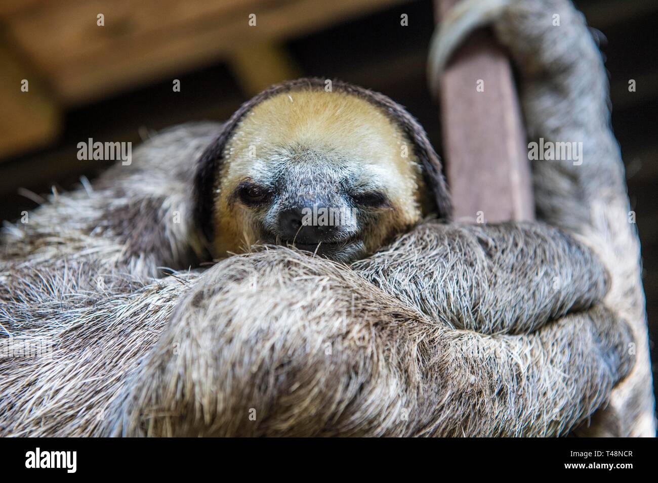 Pale throated three toed sloth hi-res stock photography and images - Alamy