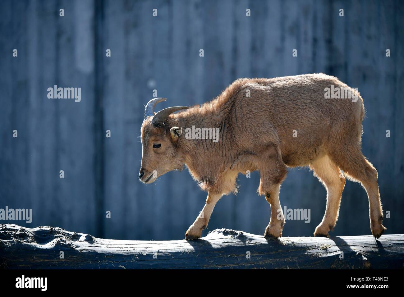 Animal on trunk hi-res stock photography and images - Alamy