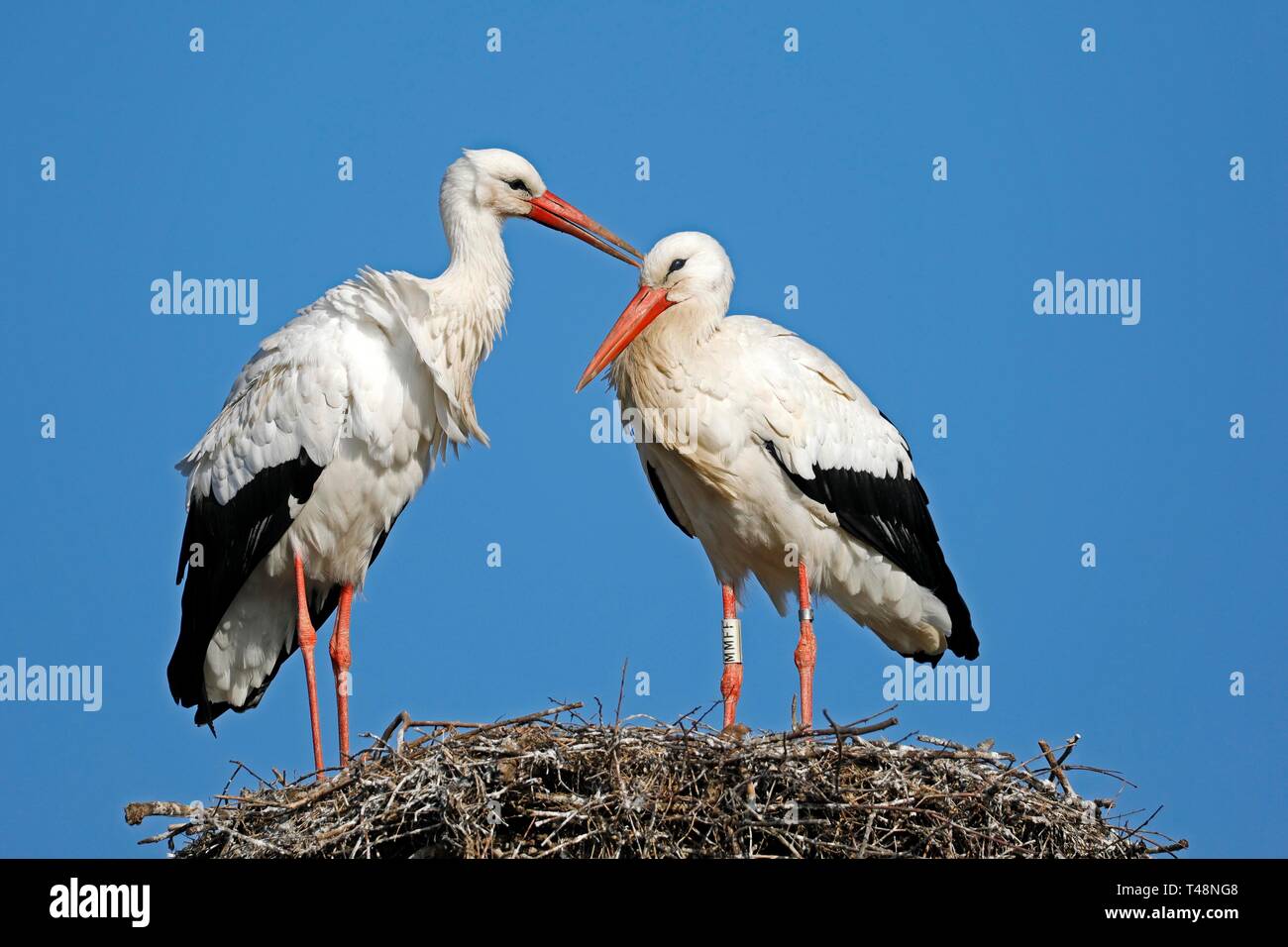 Two White storks (Ciconia ciconia), animal pair standing on their nest ...