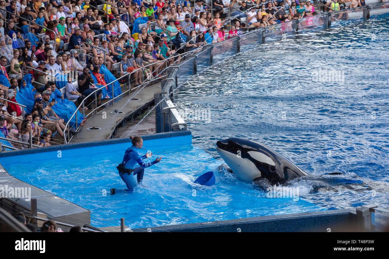Orca Show, SeaWorld, Orlando, Florida, USA Stock Photo - Alamy