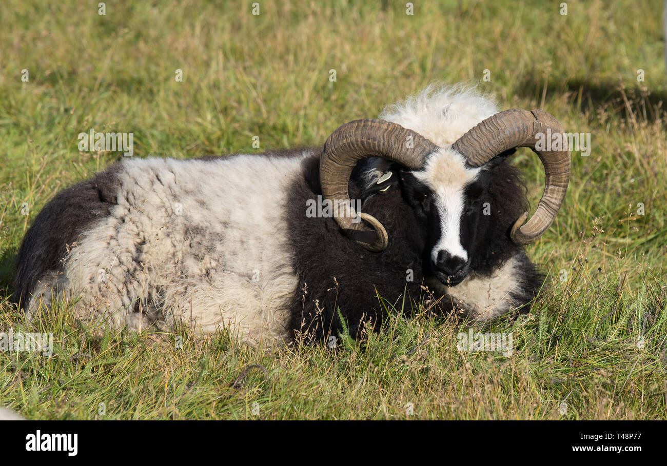 A big white ram sheep with long horns looking at you close up Stock ...